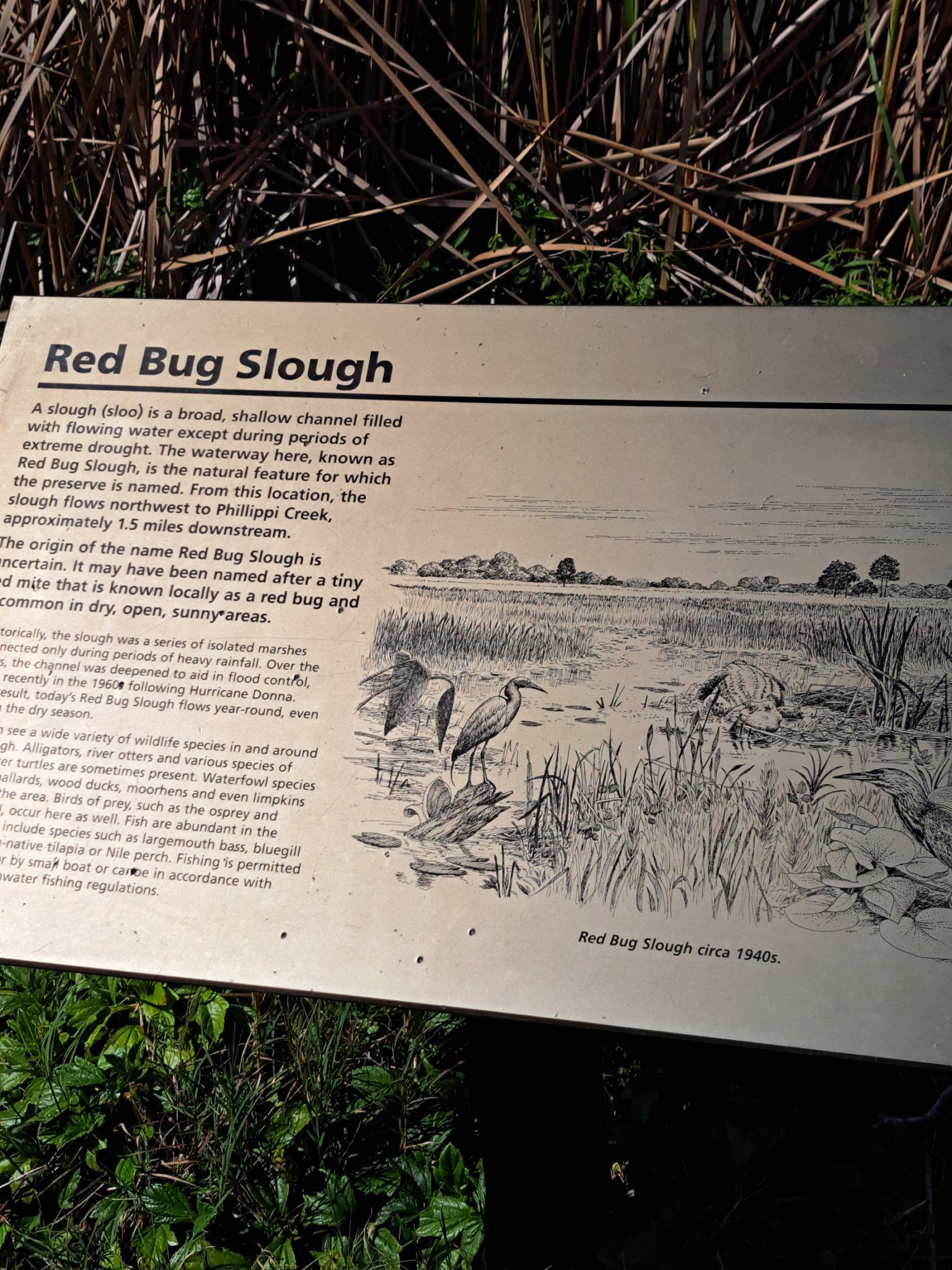 Red Bug Slough | raddoc1947